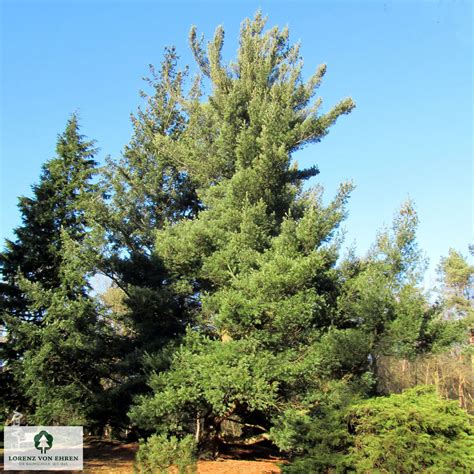 Pinus Strobus Baumschule Lve