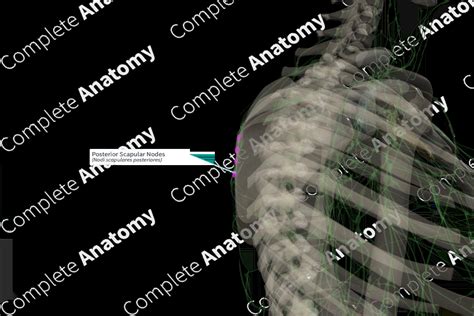 Posterior Scapular Nodes Right Complete Anatomy