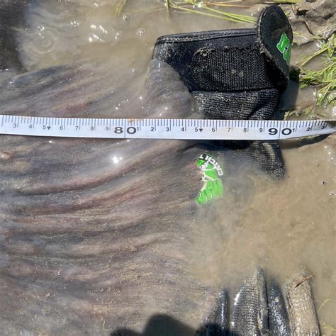 Fisherman Catches 9 Foot Long Catfish In Italy