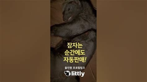 올인원 프로필링크 리틀리2 Youtube
