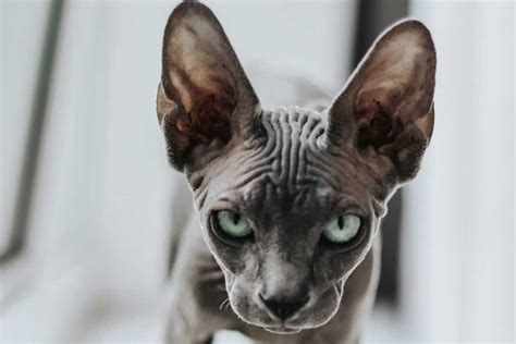 Bambino Cat Breed Profile Appearance Traits Groom Care Catbounty