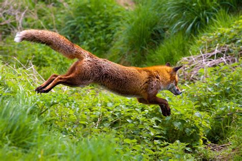 Red Fox Running In The Wild