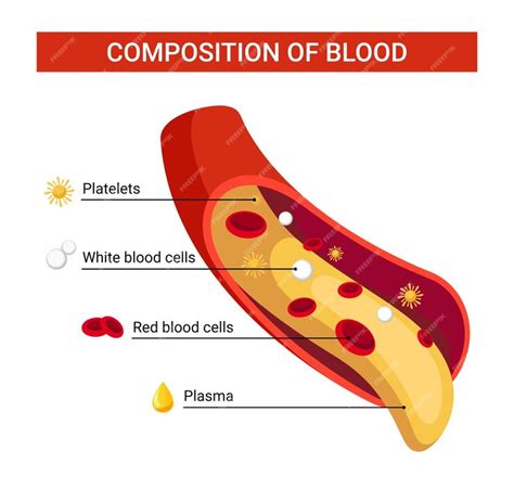 혈액 구성 벡터 일러스트 레이 션 디자인 컨셉 프리미엄 벡터