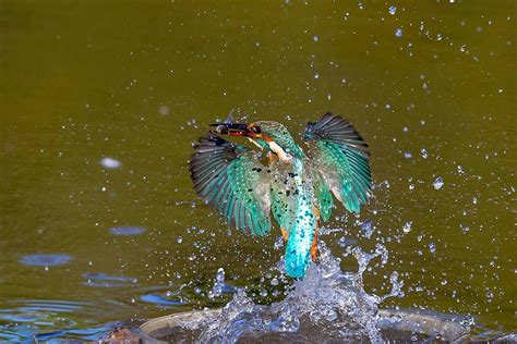 気まぐれ猛禽写真館 目線をくれたコミミズクです。 ただこのコミミズクは撮影している私を見ているということではなく、獲物を探して葦原の上を