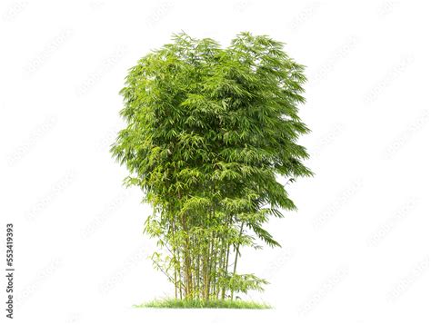 Isolated Big Bamboo Tree On White Background Large Coconut Trees Database Botanical Garden