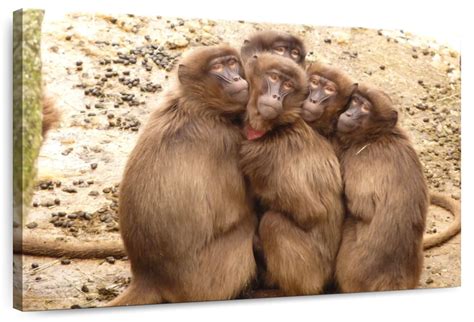 Ebern Designs Brampt Monkey Troop Wayfair Canada