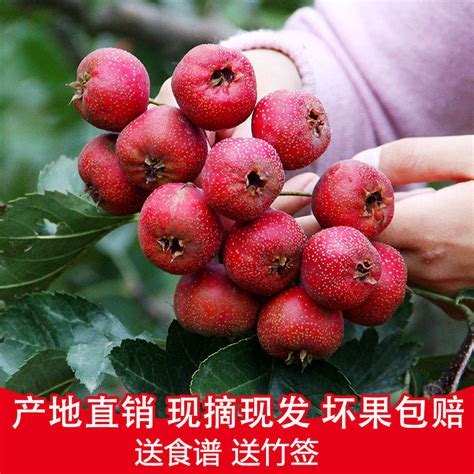 新鲜山楂果5斤装，酸甜可口，开启冬日暖心之旅！🍎 山楂类制品 淘宝百科网