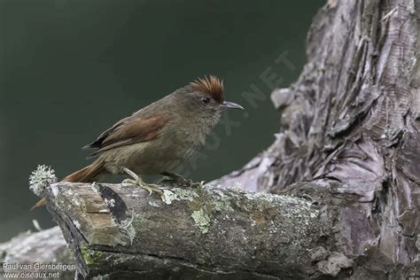 Ash Browed Spinetail Cranioleuca Curtata