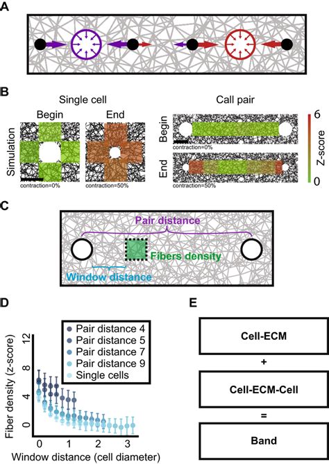 Quantifying ECM Densification In Simulated Cell ECM Cell Mechanical Download Scientific Diagram