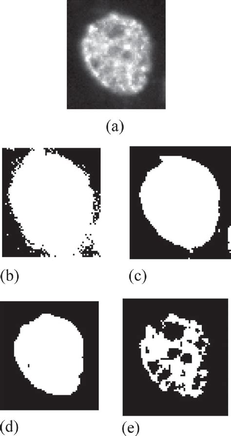 Break Up Into Binary Images A Preprocessed Cell Image B E Are
