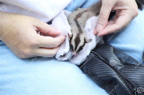 Two Sugar Gliders Stock Image Image Of Hand Australia 336222659