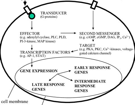 A Model Of Stretch Activated Gene Expression In Cardiac Myocyte