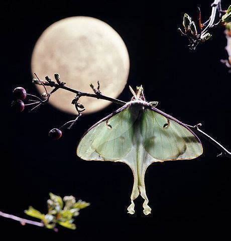 American Moon Moth And Moon Moon Moth Luna Moth Moth Art