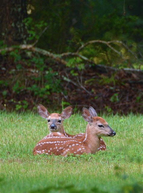 Whitetail Deer Fawns Snuggle 2 Photograph By Dianne Sherrill Pixels