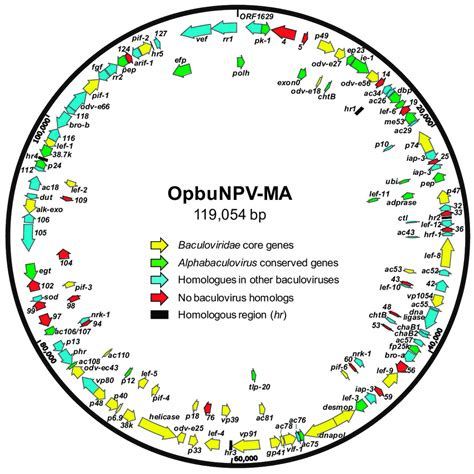 Map Of The Open Reading Frames Orfs And Other Features Of The Download Scientific Diagram