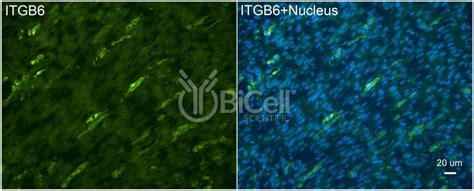 Integrin Beta 6 Itgb6 Antibody Bicell Scientific®