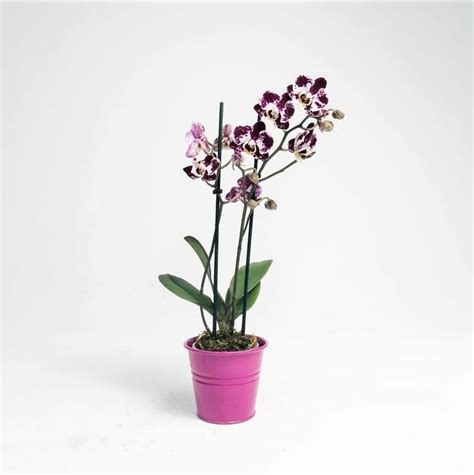 🪴 “ ორქიდეა 🌸” შერჩეული ქოთნით 🛵 Iisferiia Flowers Shop