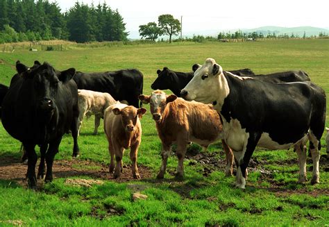 Science Can Support Sustainable Beef Production Expert Claims Global