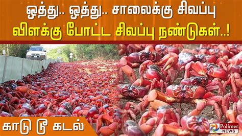 ஒத்து ஒத்து சாலைக்கு சிவப்பு விளக்கு போட்ட சிவப்பு நண்டுகள் காடு டூ கடல் Youtube