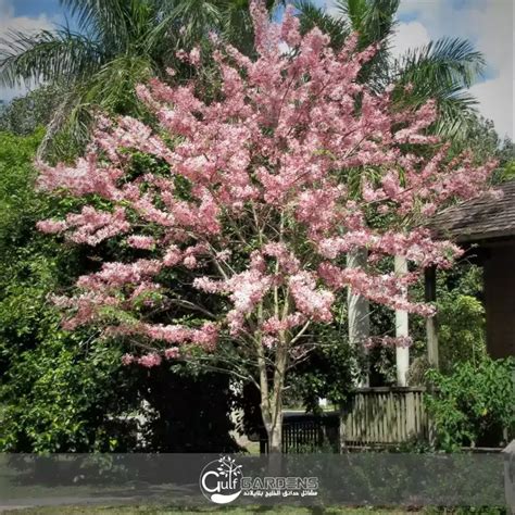 Cassia Nodosa Gulfgardens