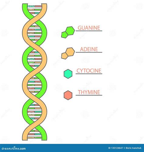 Understanding The Basics Simplified Dna Diagrams Understanding The Basics Simplified Dna Diagrams