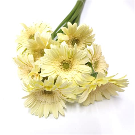 미니거베라 미색 1500 구해줘꽃