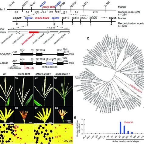 Map Based Cloning And Characterization Of Zmms30 Download Scientific Diagram