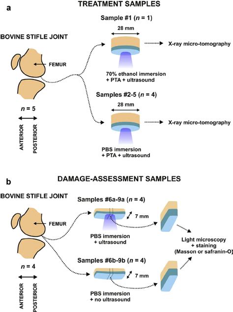 Sample Handling Bovine Articular Cartilage Samples Were Prepared For