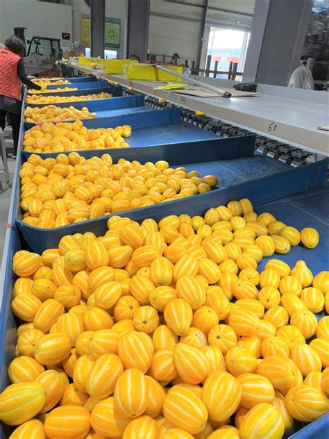 💛반짝판매 오늘 성주참외 엄청싸게 나왔어요💛 💥빠르게 팔아야해서 10키로 1만원대 나갑니다 정말 진짜 깜짝 놀라셨죠 저희도 산지농수산 산지직송 농수산물