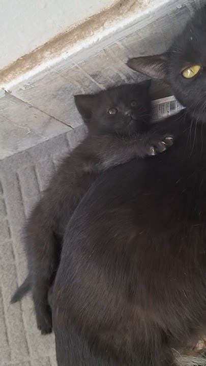 بچه گربه مامانش رو از پشت بغل کرده🫠 پیشی Youtube