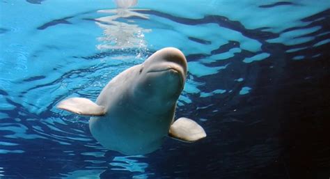 The Incredible Story Of How Two Kayakers Rescued A Stranded Beluga