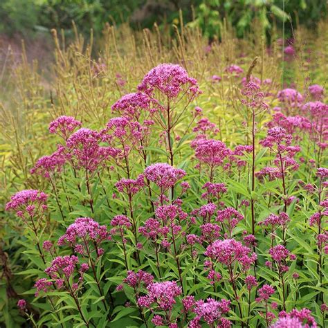 Buy Joe Pye Weed Eupatorium Maculatum Purple Bush