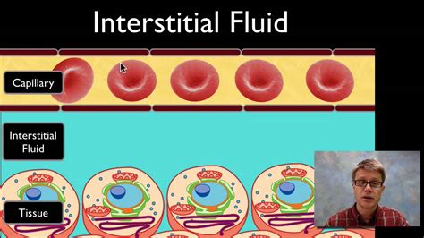 Interstitial Fluid Biology Simple
