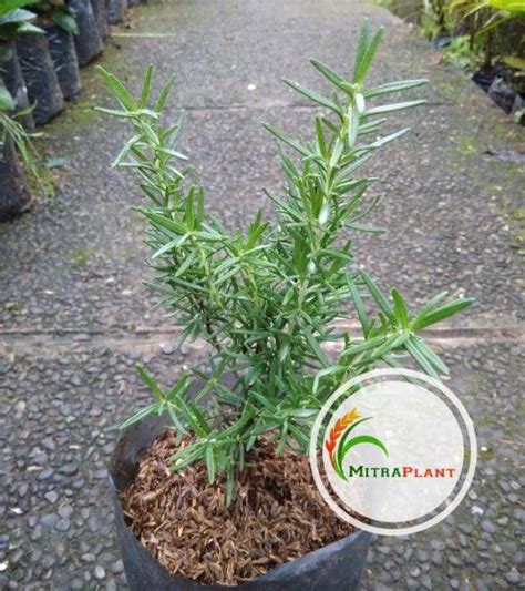 Bibit Tanaman Rosemary Pohon Daun Rosemari Bahan Bumbu Masak Wisata