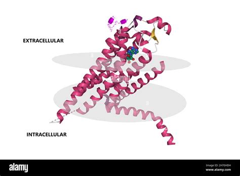 Adenosine Receptor Structure