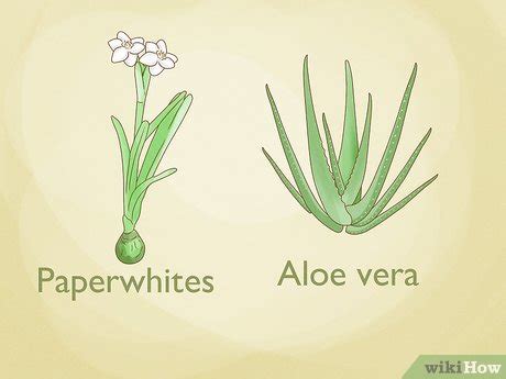 Fascinating And Easy Ways To Grow A Plant Without Soil