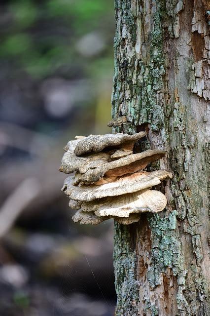 Tree Fungus Mushroom Free Photo On Pixabay Pixabay