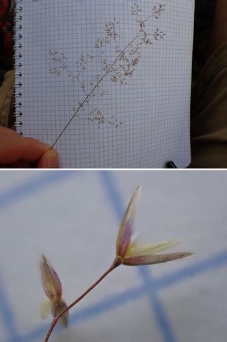 Wiesen Arten 2022 Flashcards Quizlet