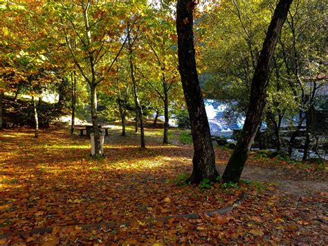 무료 이미지 경치 나무 분기 햇빛 아침 잎 가을 공원 시즌 스페인 낙엽 에스파 갈리시아 폰테 베 드라 작은 숲 파이 사제 삼림지 서식지