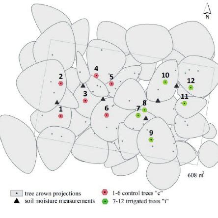 Experimental Design Of The Plot And Positions Of Investigated Trees Download Scientific Diagram