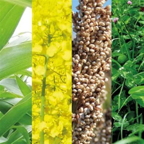 Agricultural Crop Classifier Kaggle