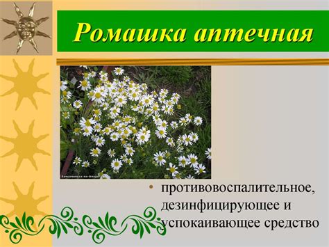 Лекарственные растения: тыква, черника, ромашка - презентация онлайн