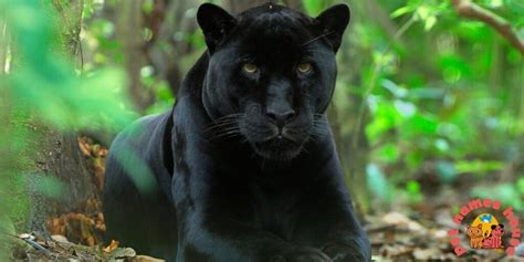 300 Powerful And Best Black Panther Names With Meanings