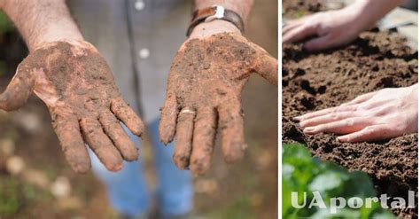 Як повністю відмити руки після роботи на городі та в саду лайфхак з содою лимонним соком та