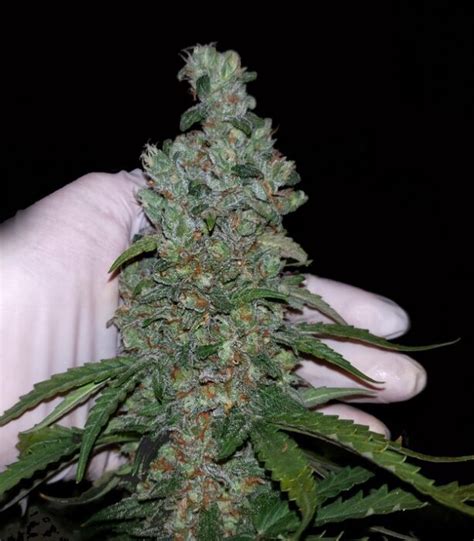 Best High THC And Low CBD Cannabis Strains Weed Delivery GasDank Toronto S Best Online