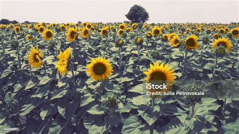 농업 해바라기 밭 Helianthus 해바라기는 국화과 가족의 식물 속입니다 연간 해바라기와 관형 해바라기 노란 꽃잎으로 피는 새싹 모피 잎 세르비아 0명에 대한 스톡 사진