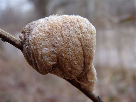 Praying Mantis Eggs Hatching