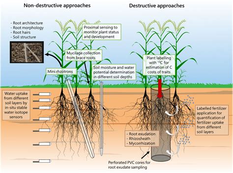 Frontiers Root And Rhizosphere Traits For Enhanced Water And