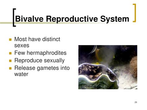 Ppt Mollusks And Annelids Powerpoint Presentation Free Download Id 5132036