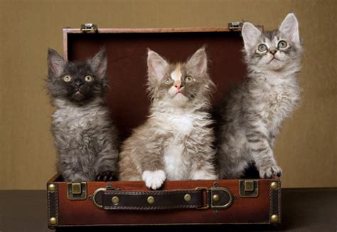 라팜 기본정보 포토 분양 성격 특징 털안빠지는 고양이 종류 희귀 품종 개냥이 오구오 네이버 블로그